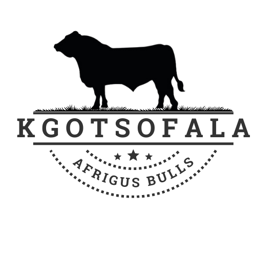 Afrigus Bull N222001 – Kgotsofala Afrigus Auction