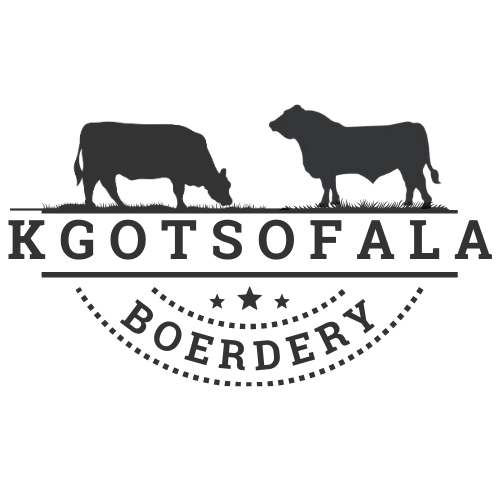 Cow A03 – Kgotsofala Afrigus Auction