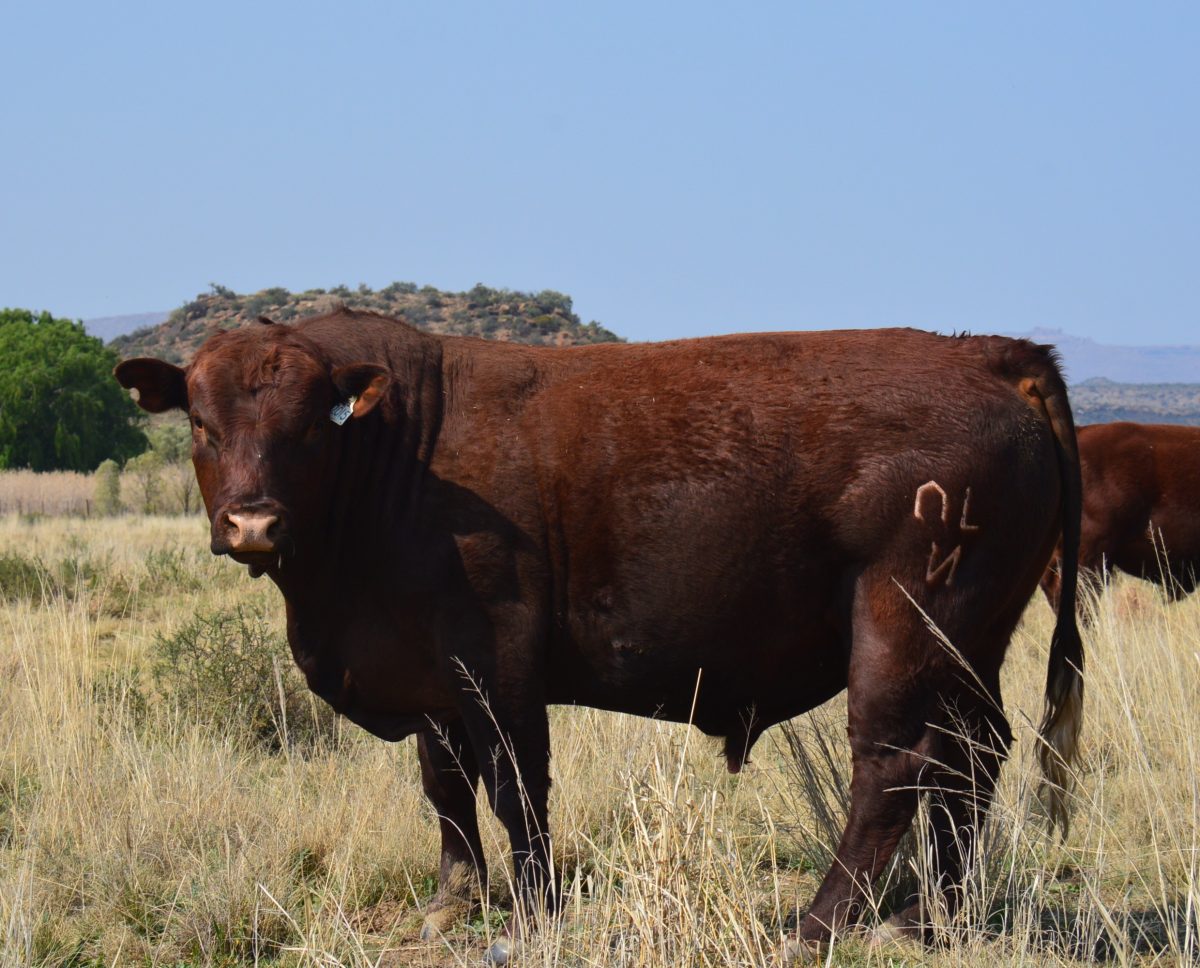 Afrigus Bull 2015 – Kgotsofala Afrigus Auction