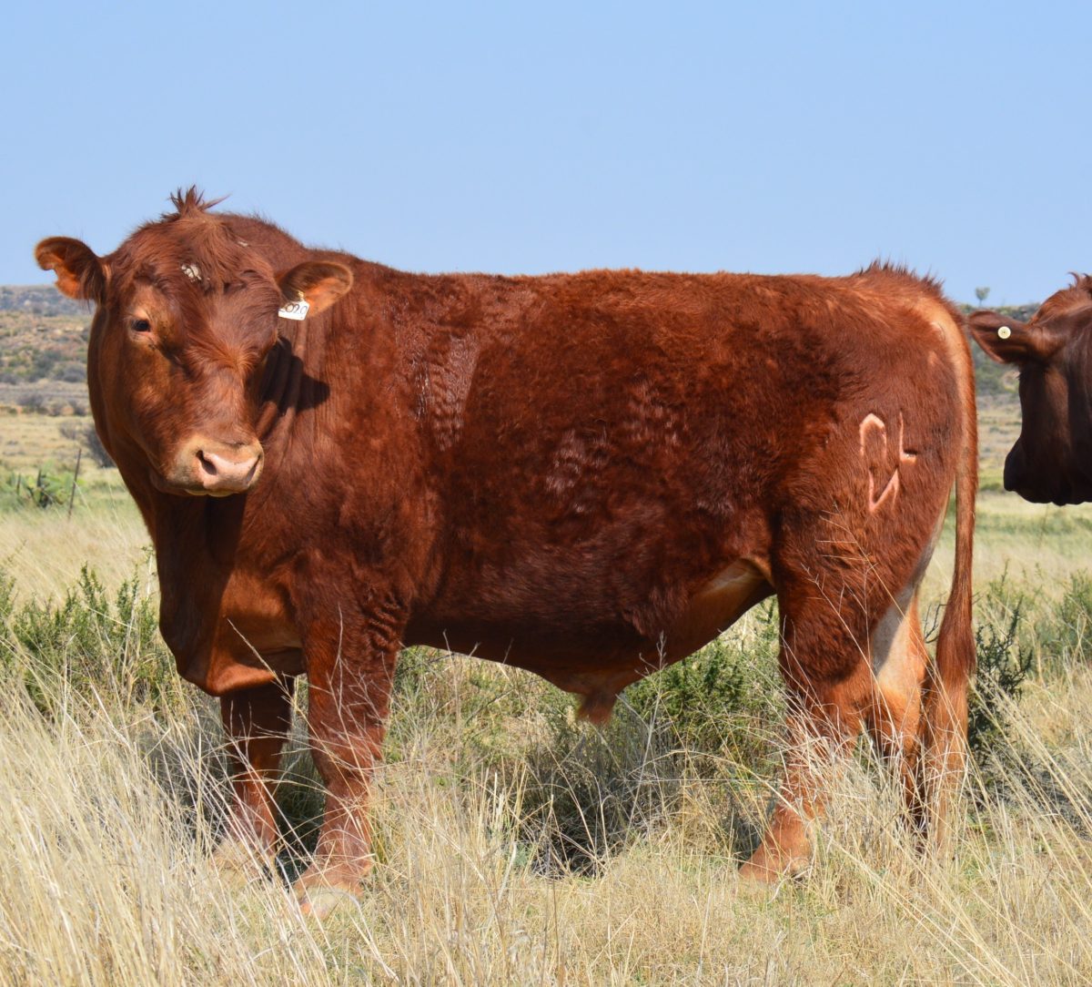 Afrigus Bull 2020 – Kgotsofala Afrigus Auction