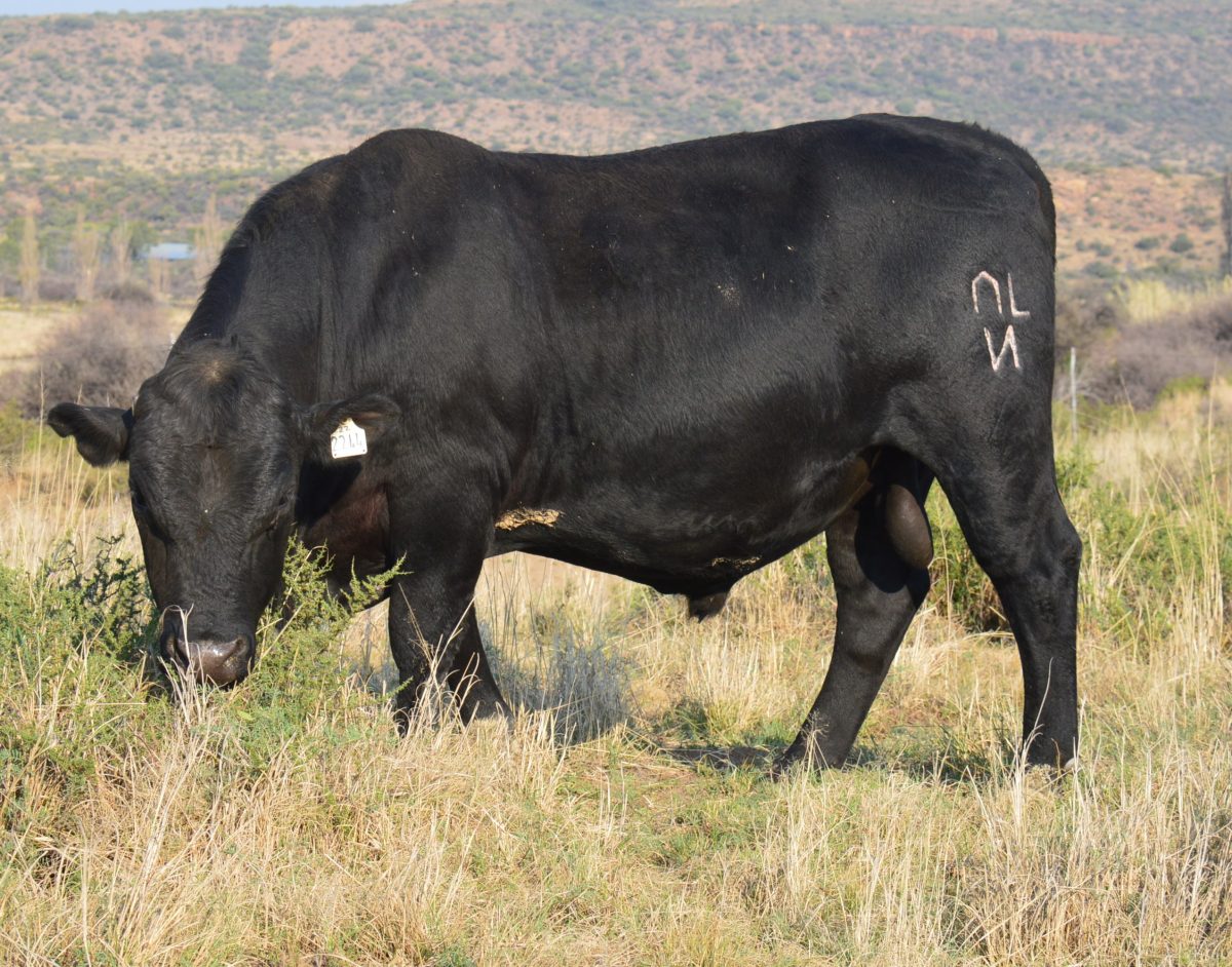 Afrigus Bull 2244 – Kgotsofala Afrigus Auction